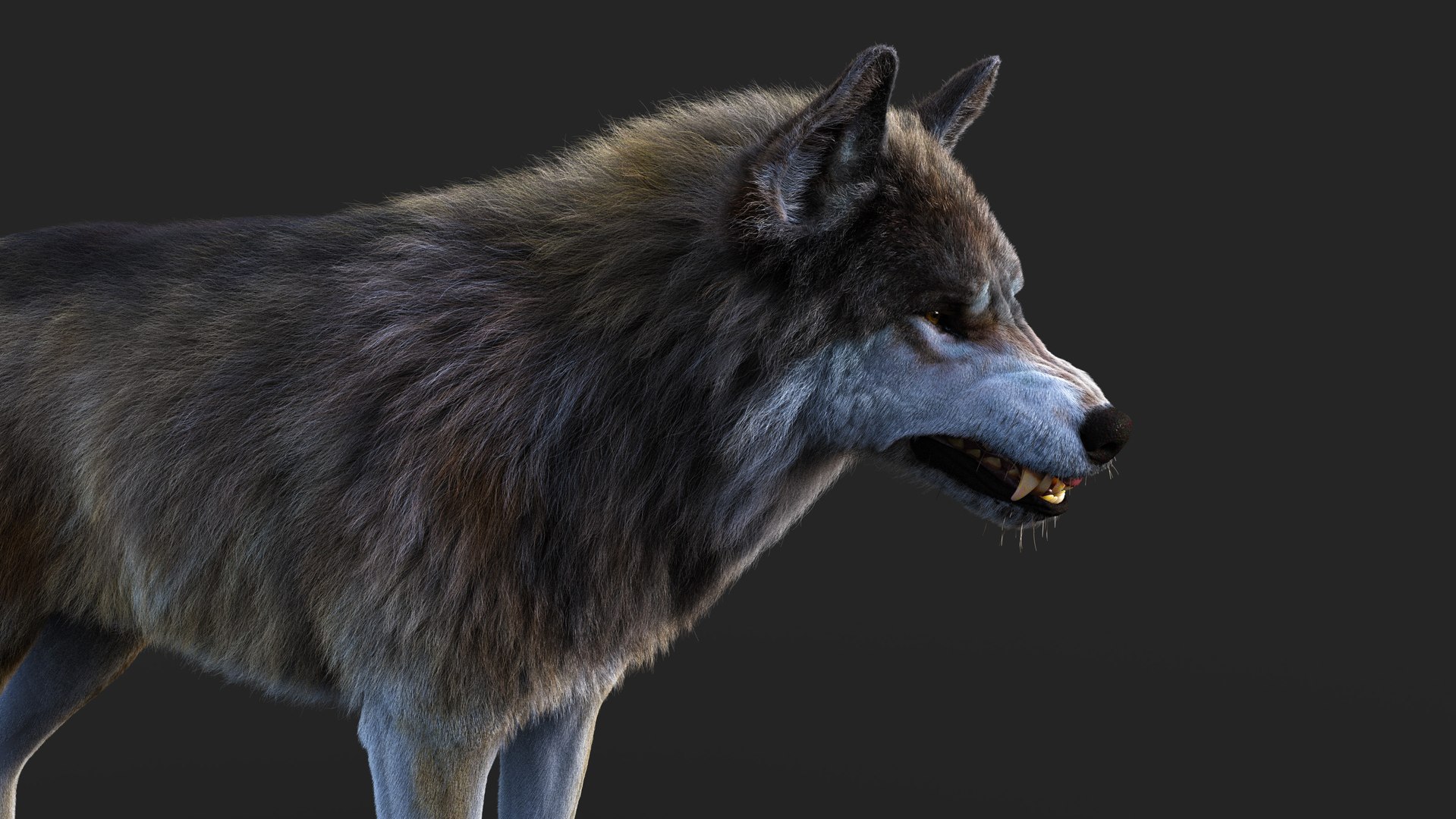 Wolf XGEN-CORE ANIMATED 3D Model - TurboSquid 2259365