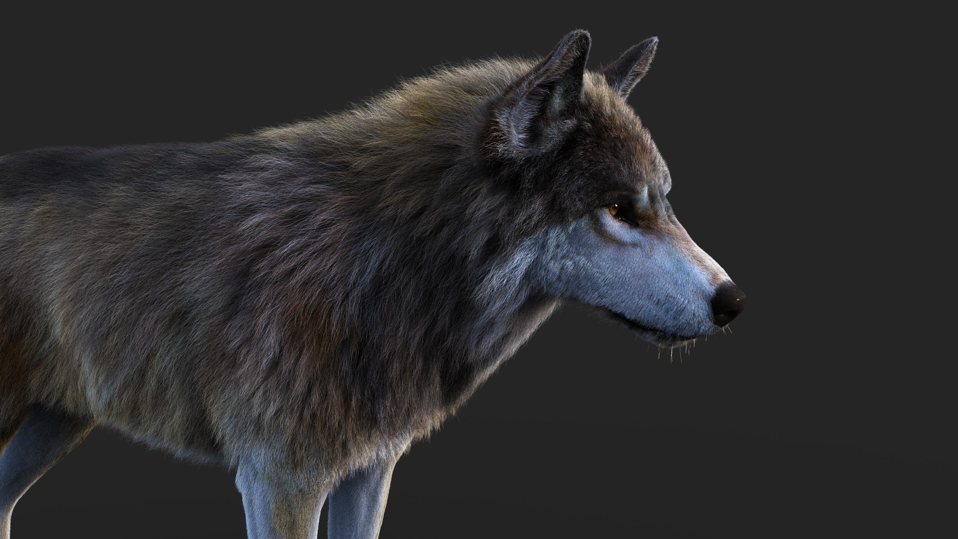 Wolf XGEN-CORE ANIMATED 3D Model - TurboSquid 2259365