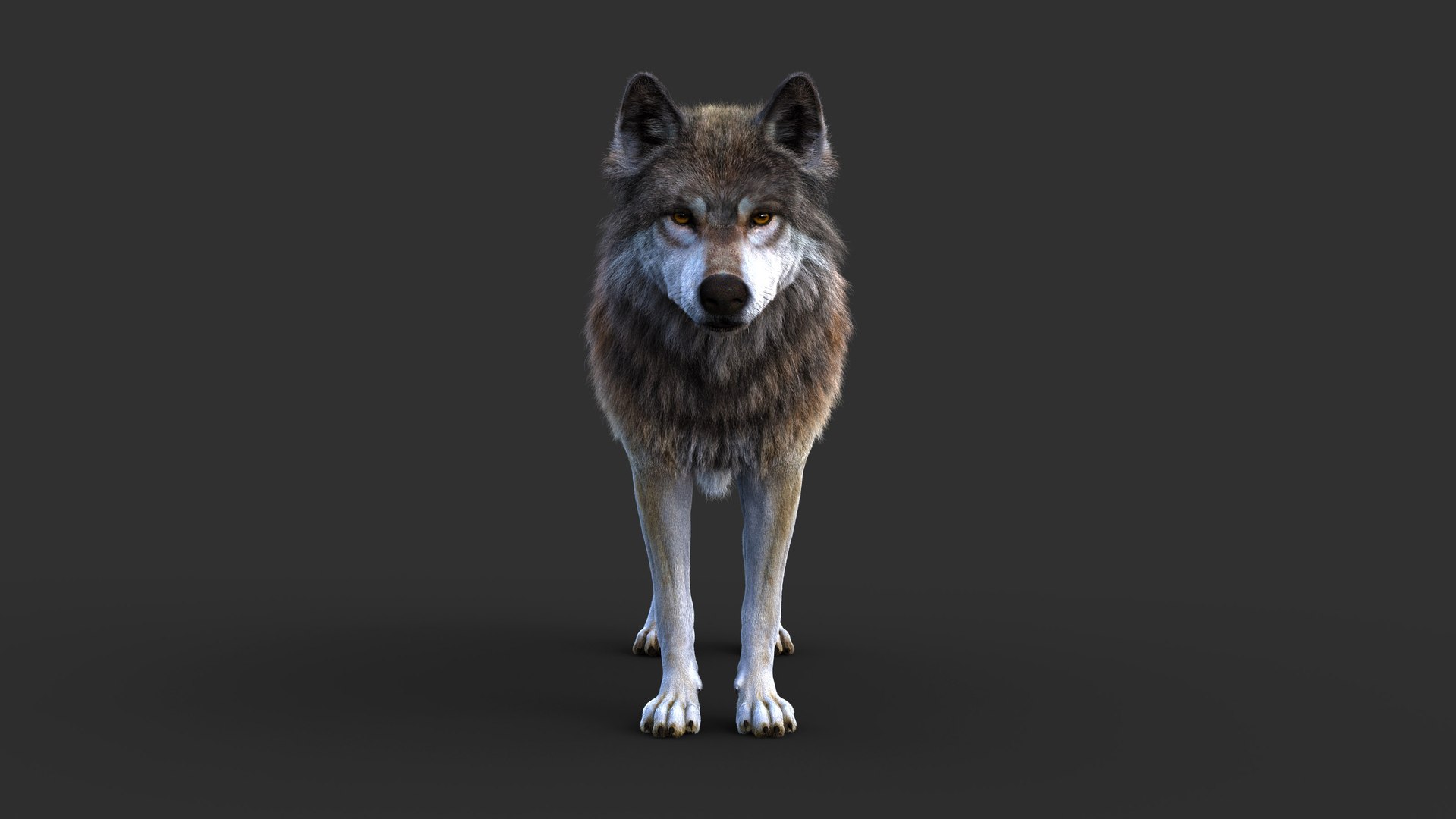 Wolf XGEN-CORE ANIMATED 3D Model - TurboSquid 2259365