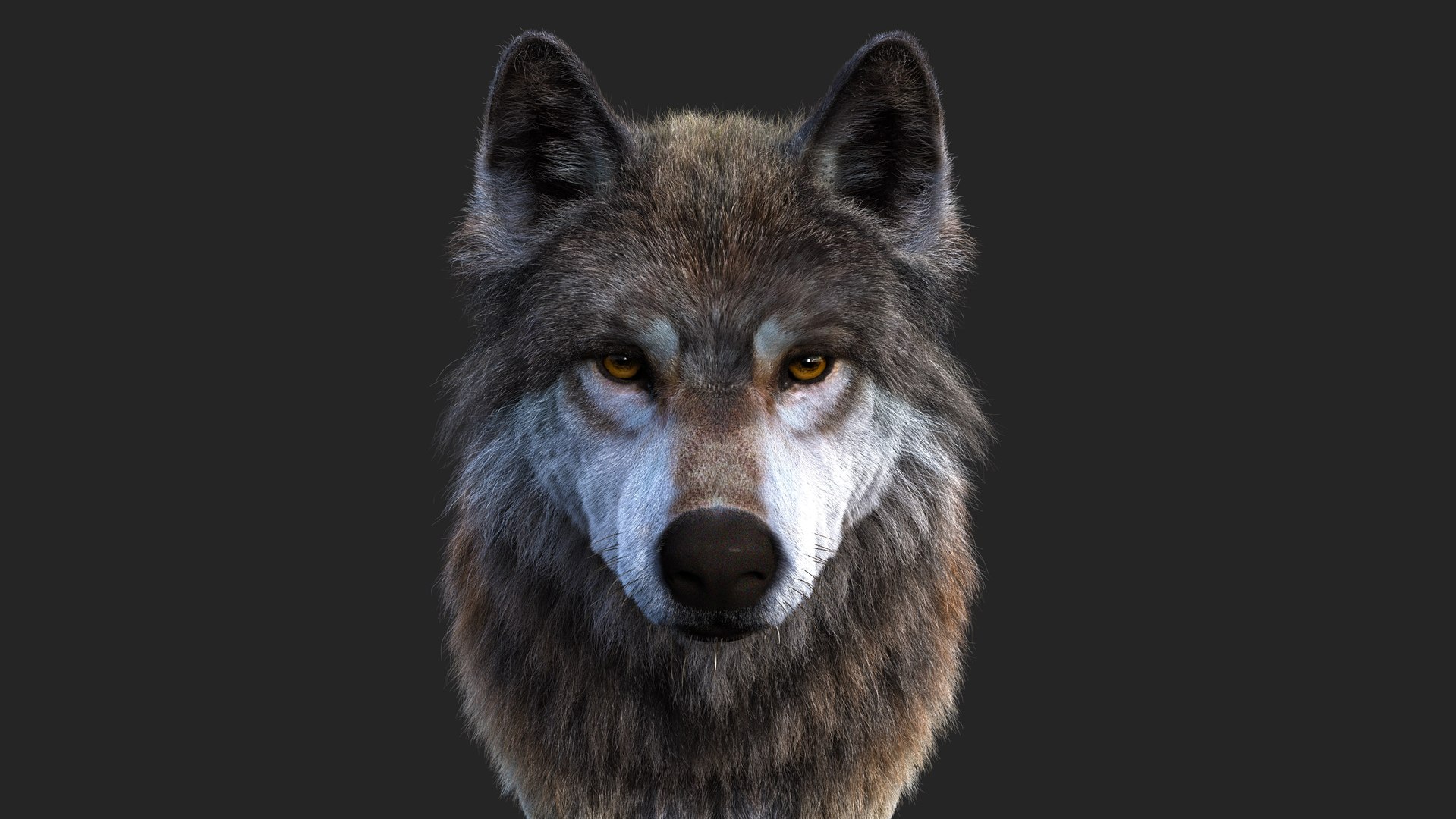 Wolf XGEN-CORE ANIMATED 3D Model - TurboSquid 2259365