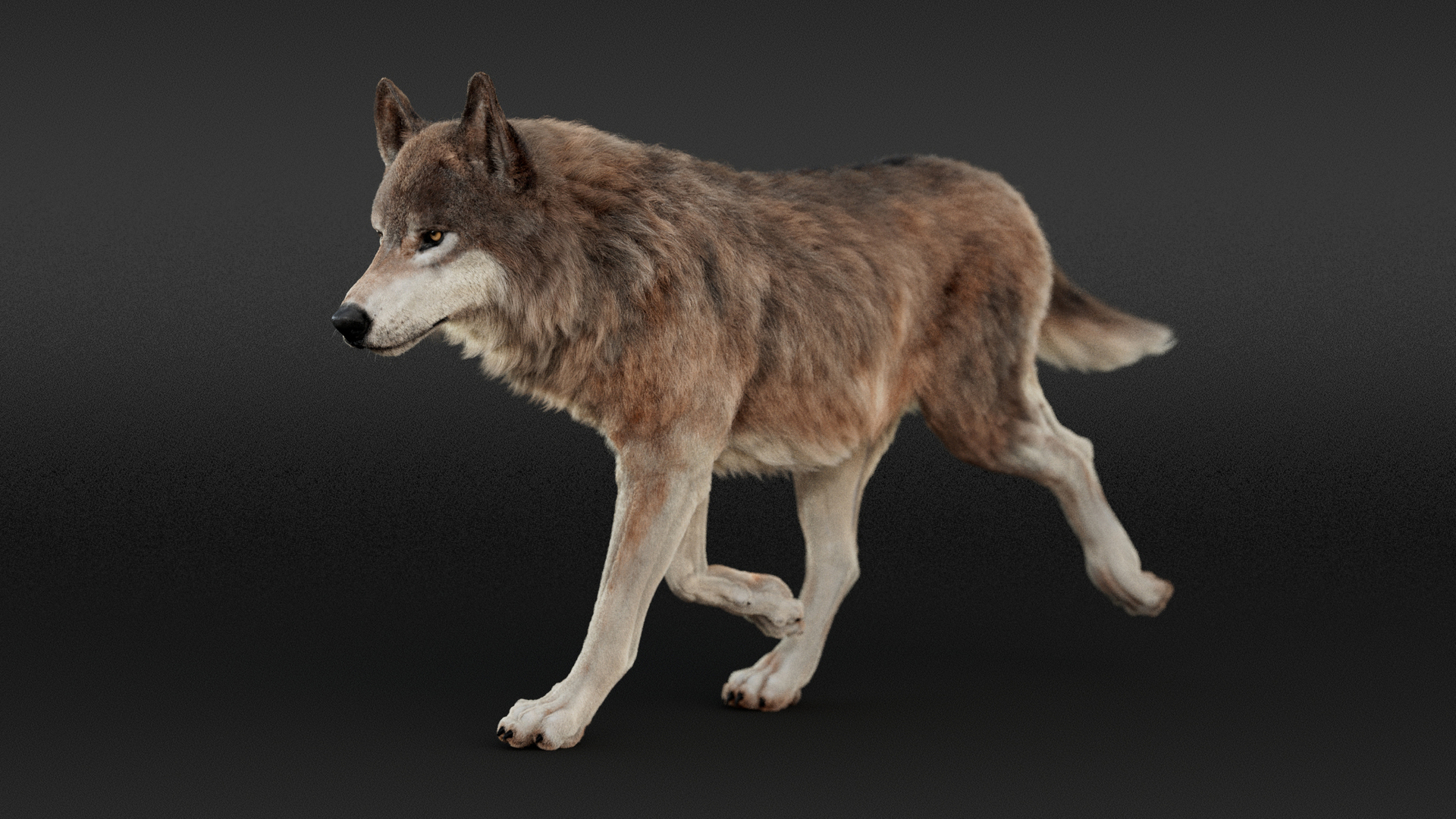 modelo 3d Lobo XGEN-CORE ANIMADO - TurboSquid 2259365