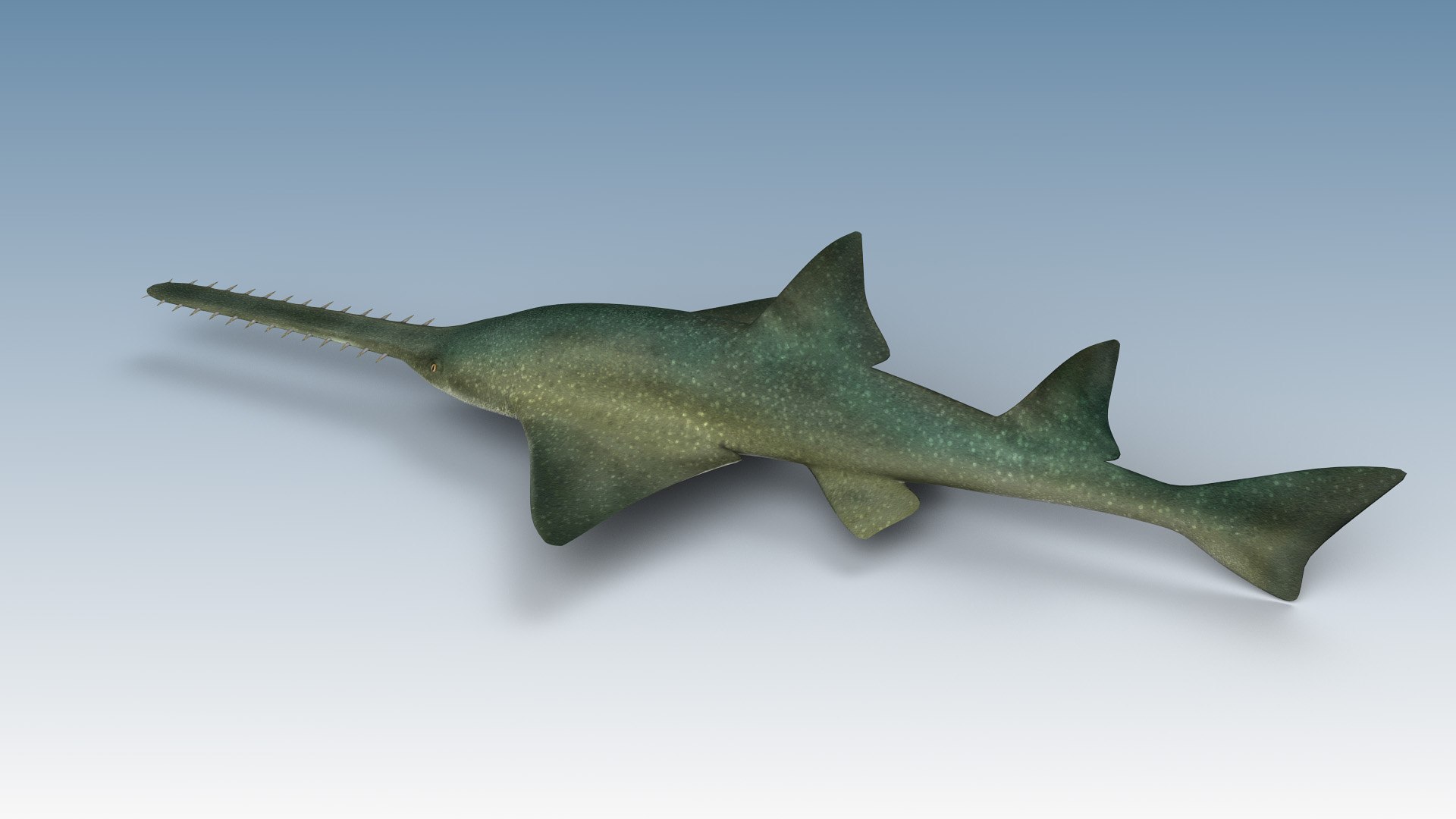 3d Model Sawfish Fish