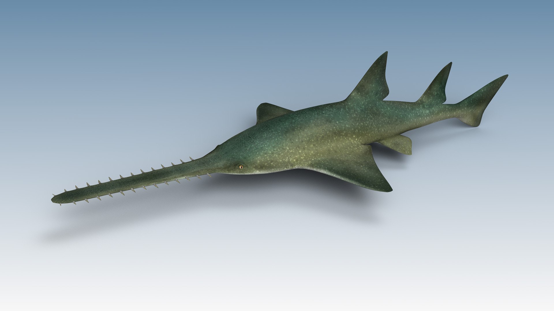 3d Model Sawfish Fish