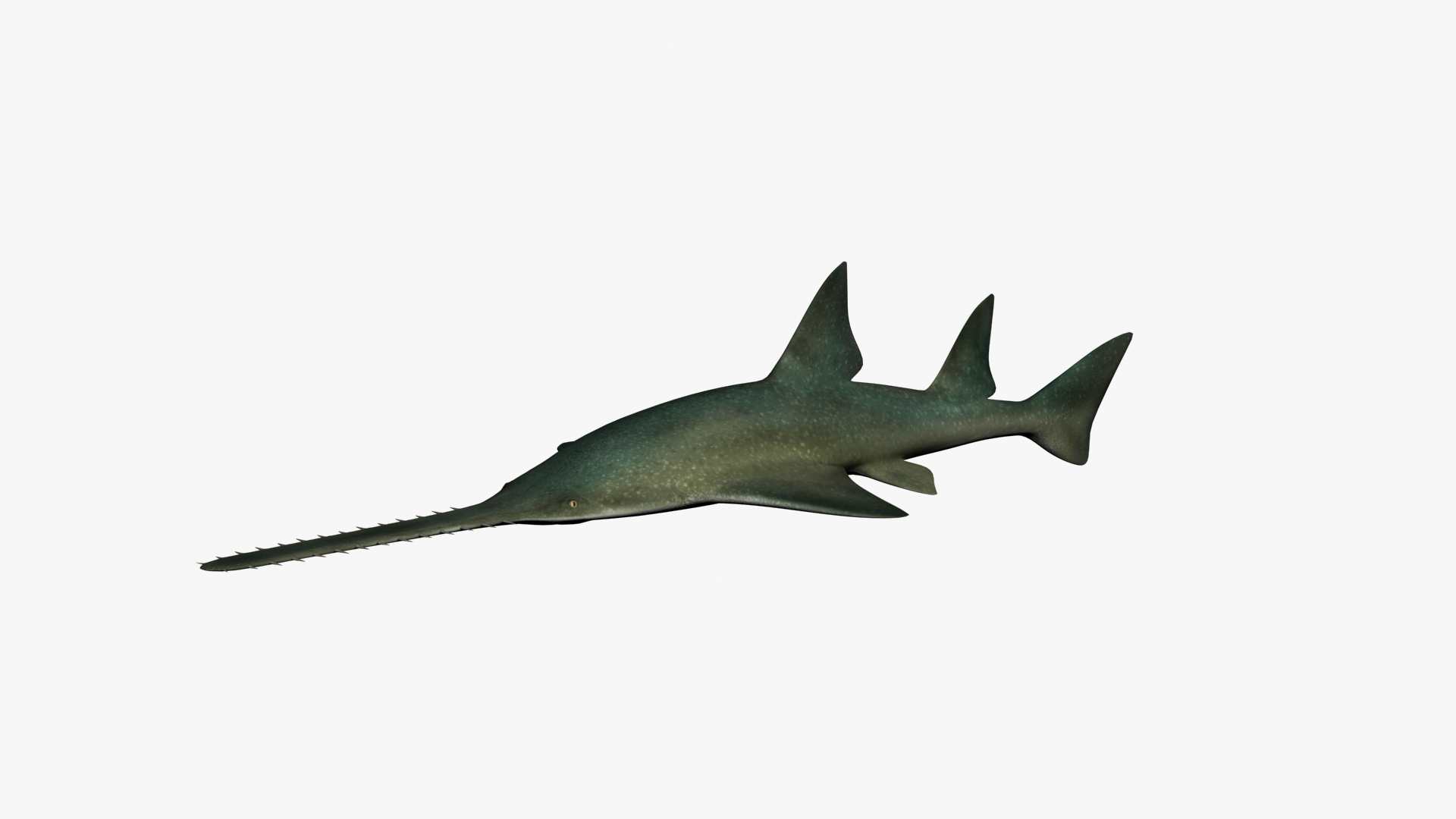 3d Model Sawfish Fish