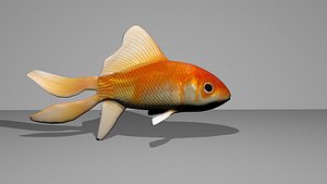 3d Model Goldfish Fish
