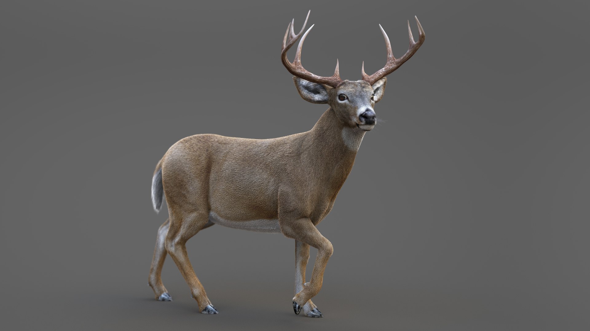 DEER RIG XGEN-CORE 2 3D Model - TurboSquid 2080649