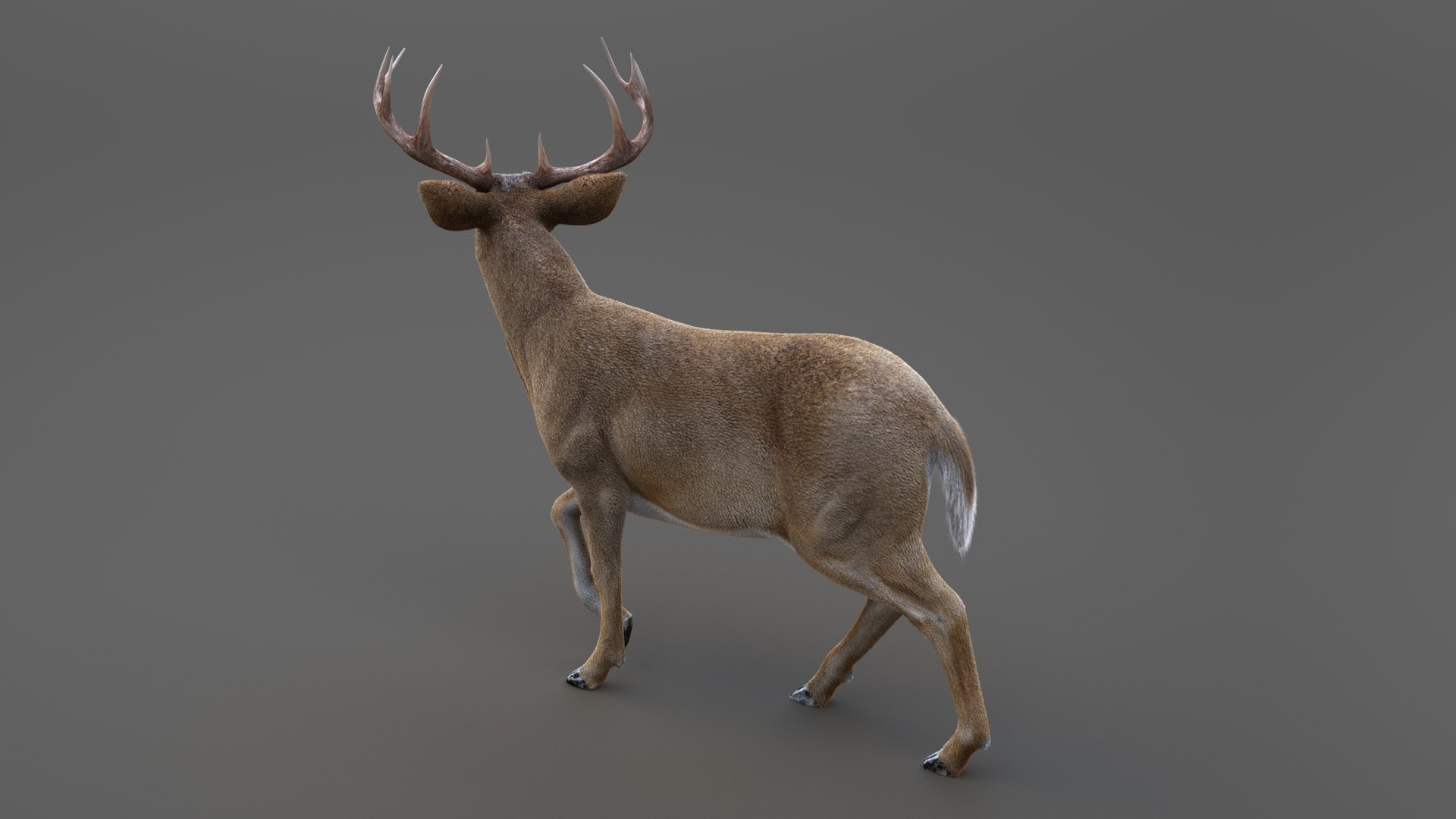 DEER RIG XGEN-CORE 2 3D Model - TurboSquid 2080649