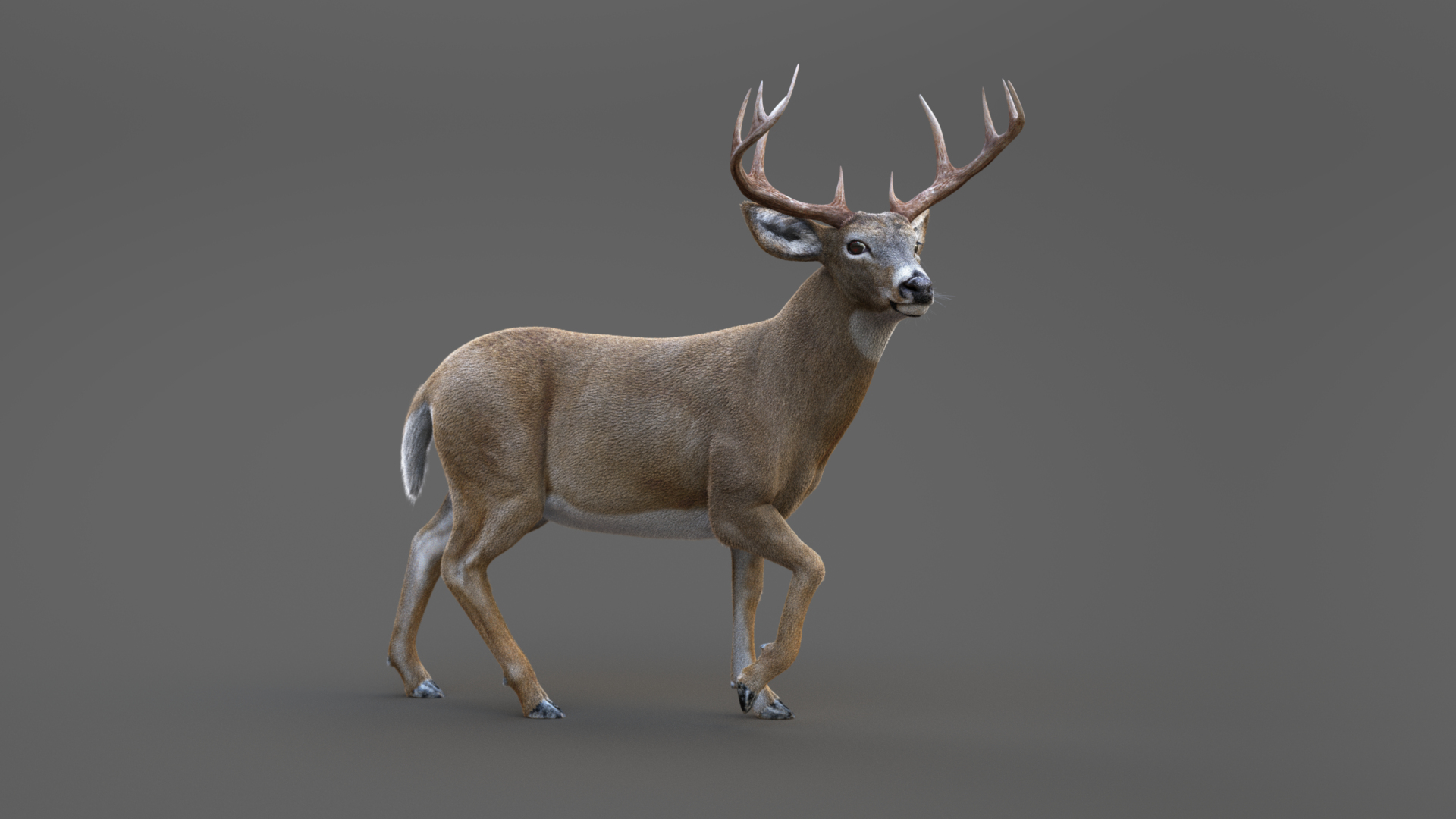 DEER RIG XGEN-CORE 2 3D Model - TurboSquid 2080649