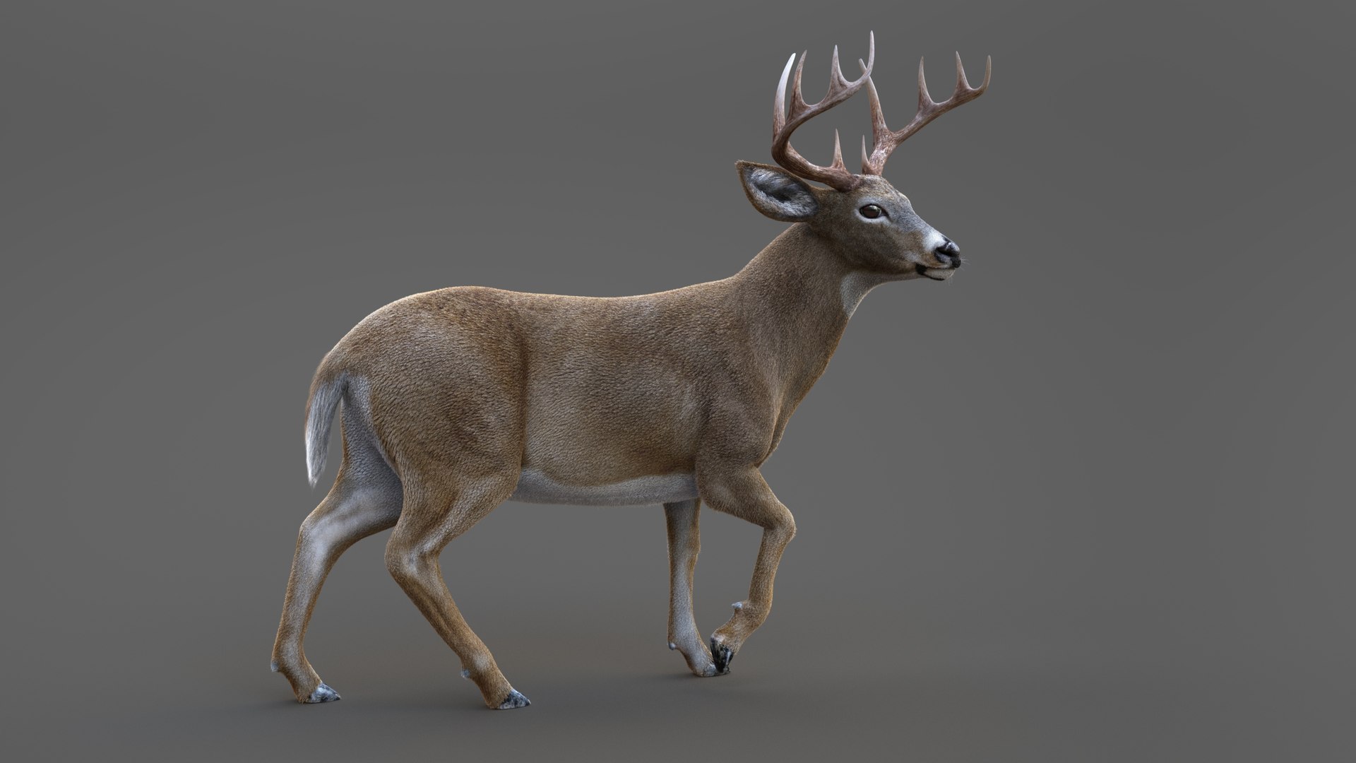DEER RIG XGEN-CORE 2 3D Model - TurboSquid 2080649