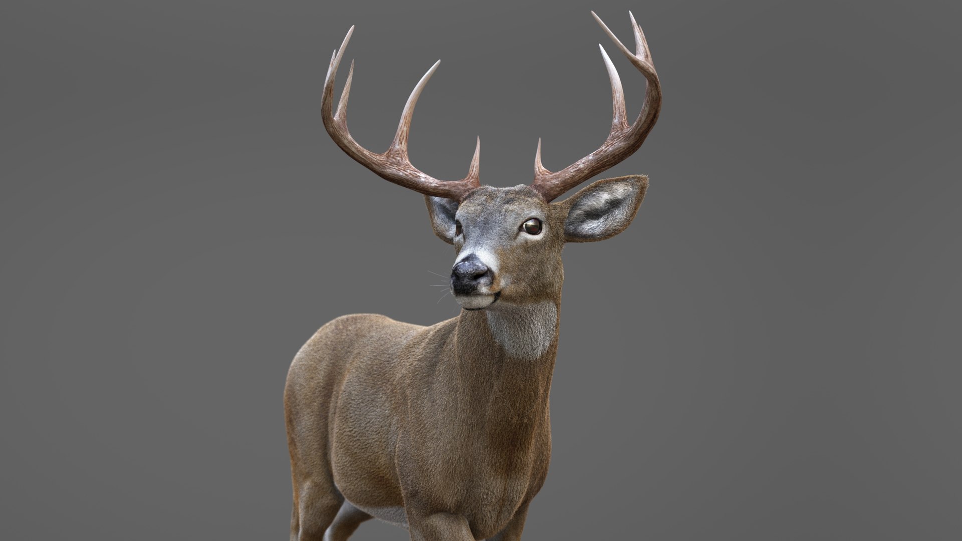 DEER RIG XGEN-CORE 2 3D Model - TurboSquid 2080649