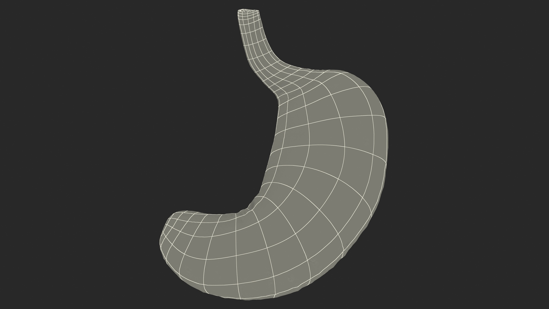 Human Stomach 3D Model - TurboSquid 1459203