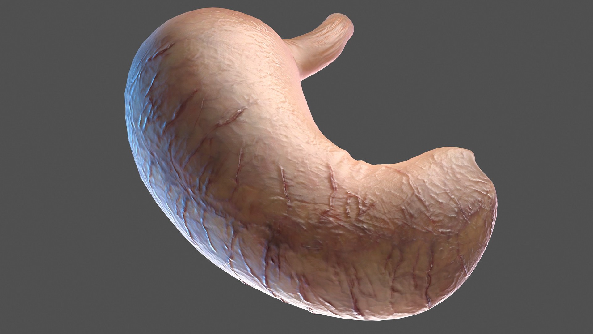 Human Stomach 3D Model - TurboSquid 1459203