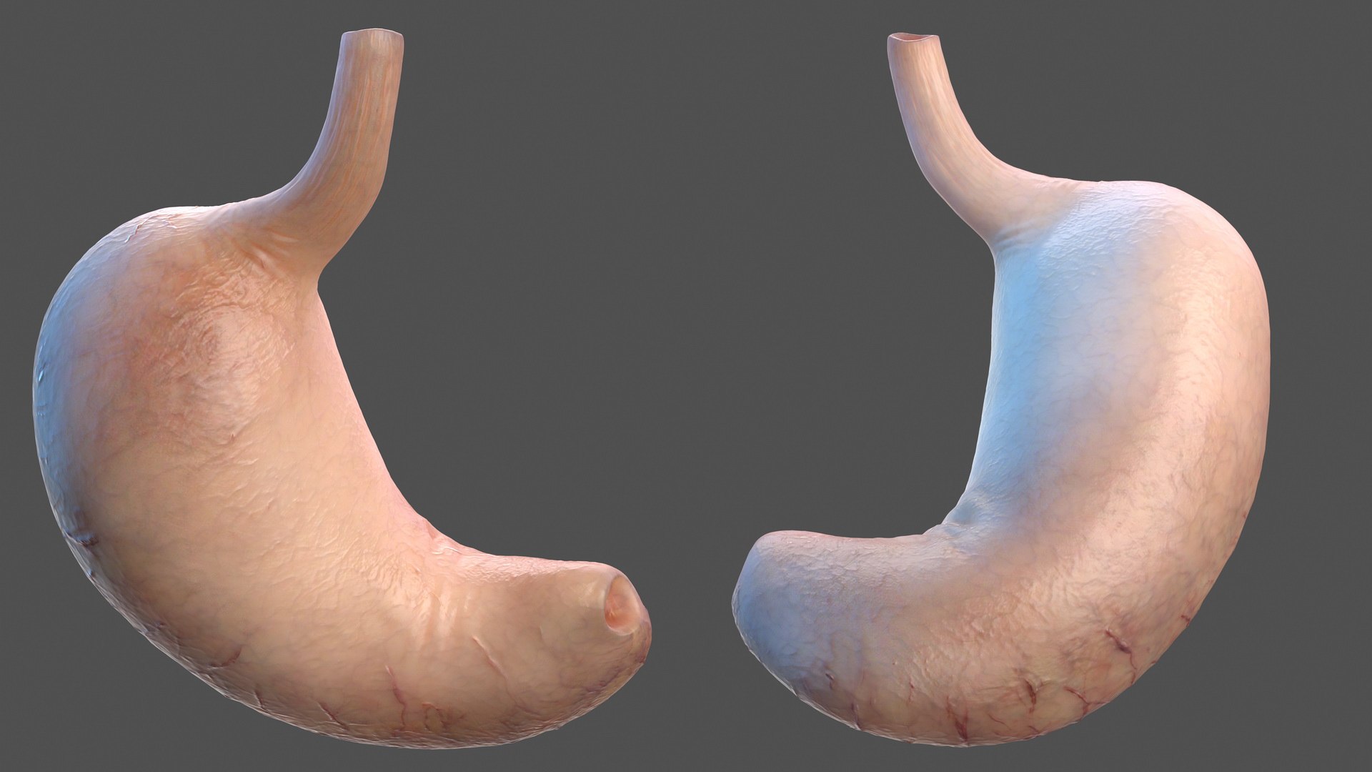 Human Stomach 3D Model - TurboSquid 1459203