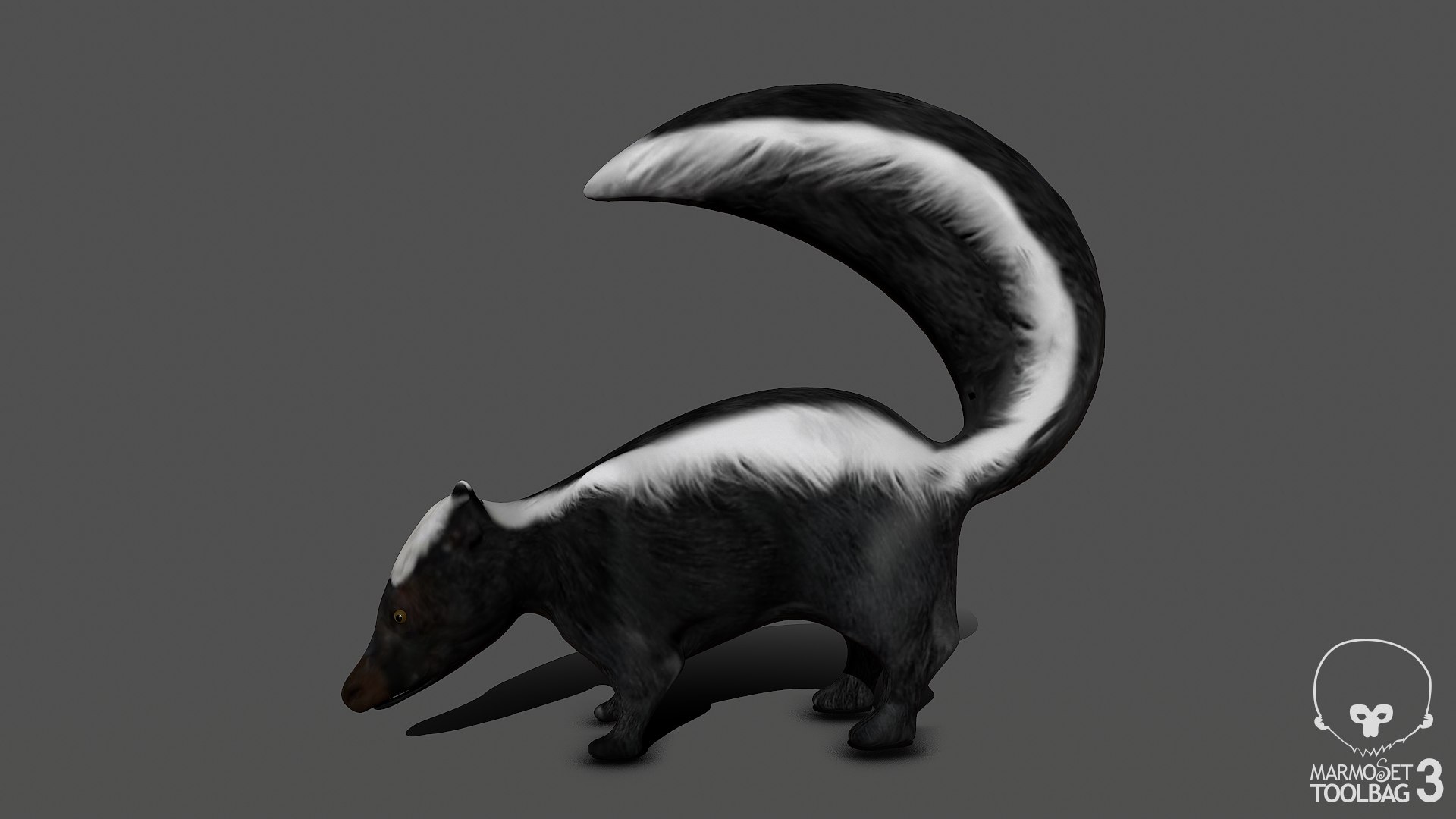 Skunk 3D model - TurboSquid 1638267