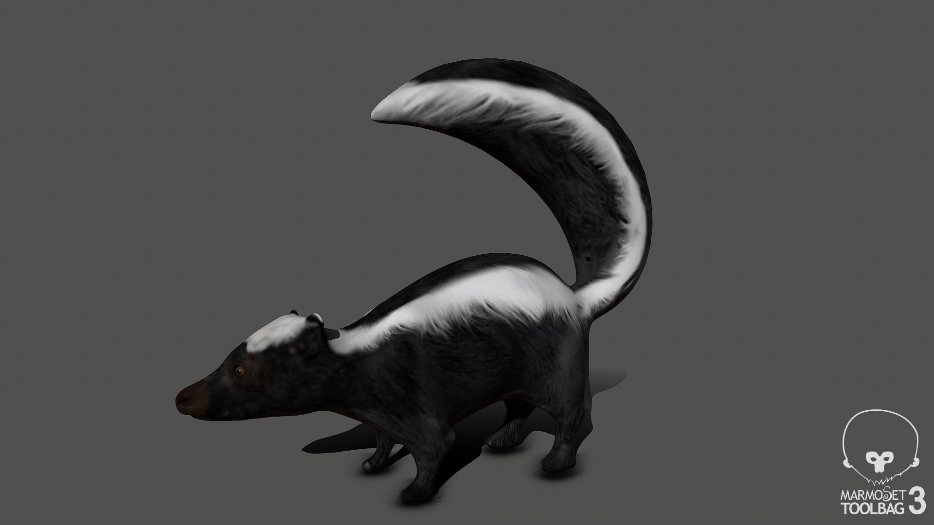 Skunk 3D model - TurboSquid 1638267