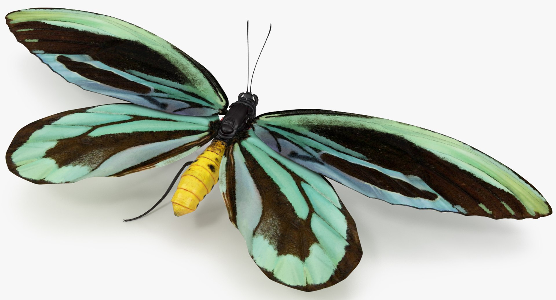 Queen alexandras birdwing butterfly 3D model - TurboSquid 1170998