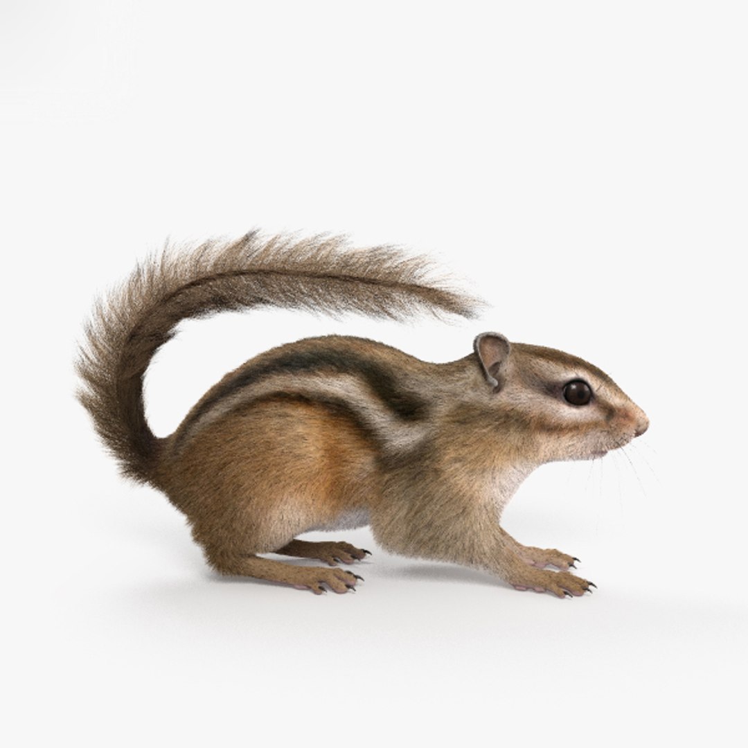 3D chipmunk mammal animal model - TurboSquid 1412015