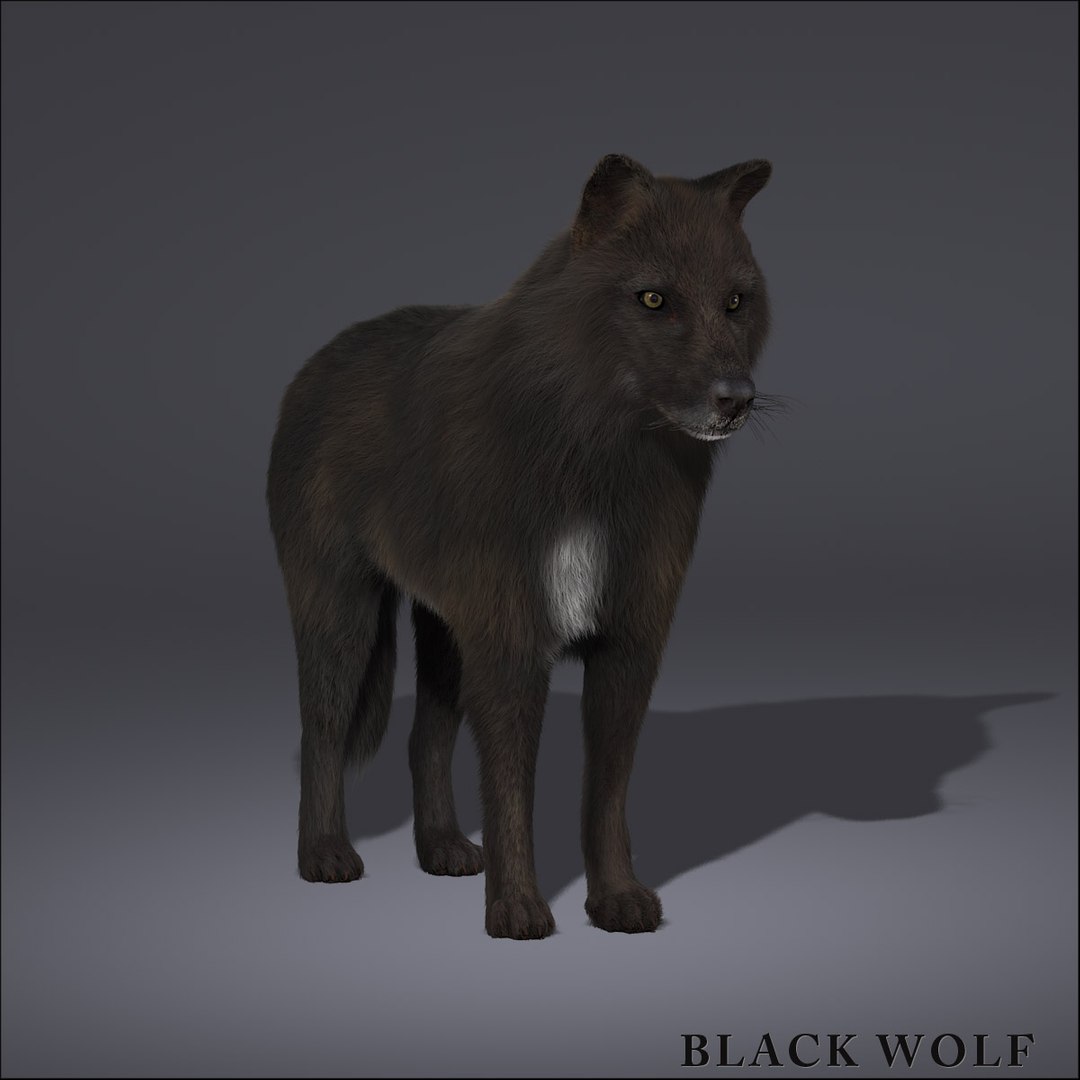 Black Fur Animation Wolf 3d Ma