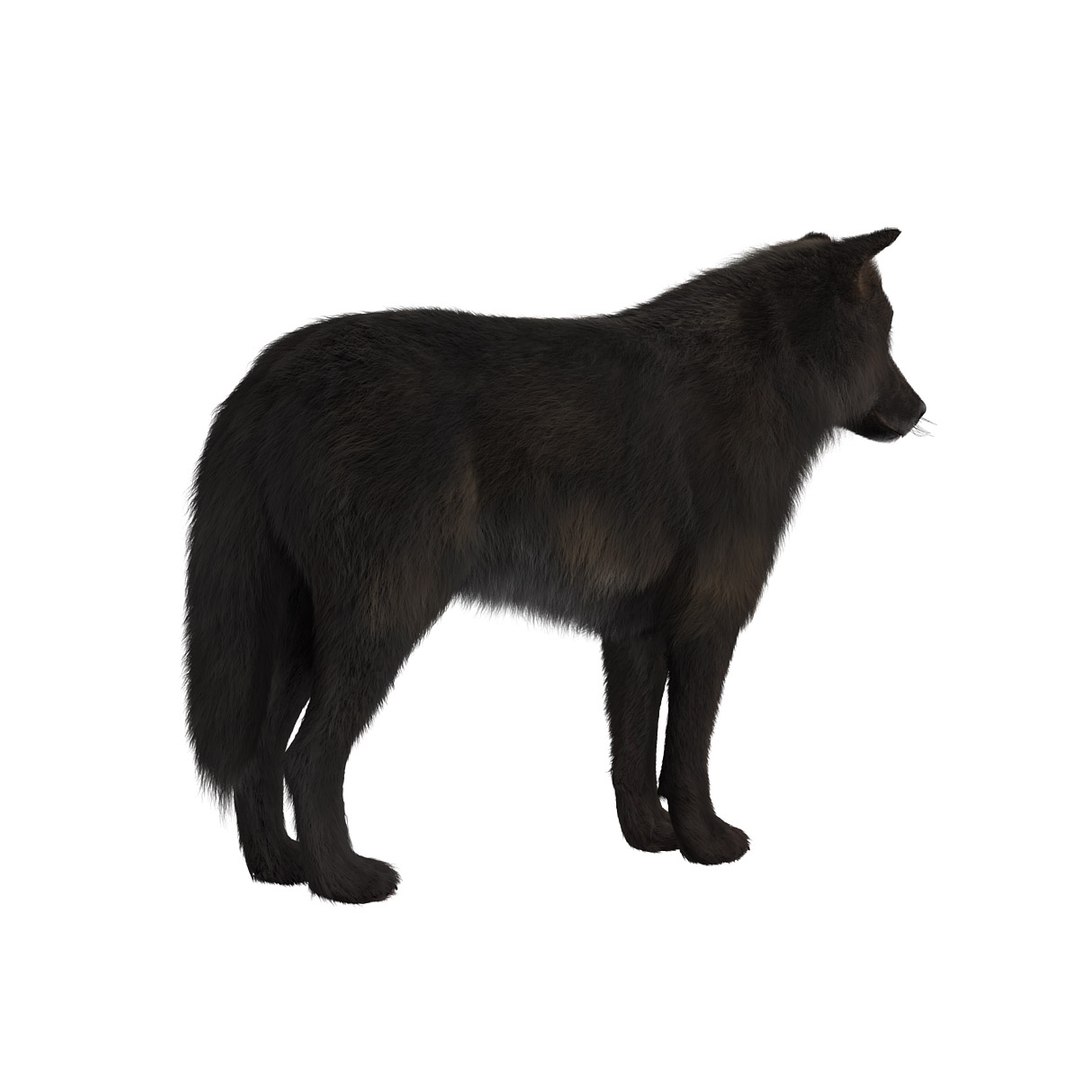 Black Fur Animation Wolf 3d Ma