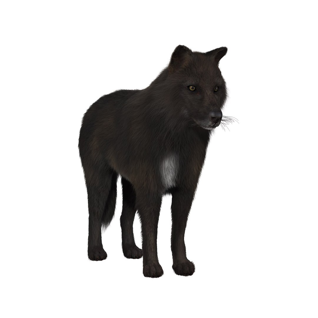 Black Fur Animation Wolf 3d Ma