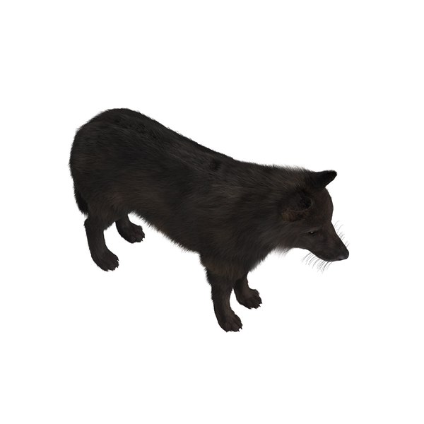 black fur animation wolf 3d ma