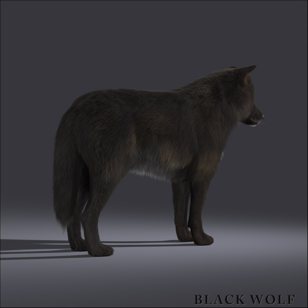 Black Fur Animation Wolf 3d Ma