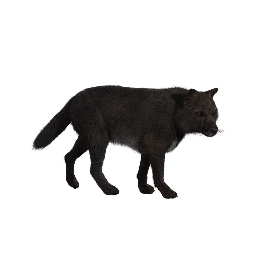Black Fur Animation Wolf 3d Ma
