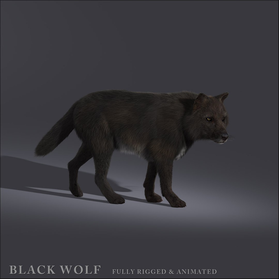 Black Fur Animation Wolf 3d Ma