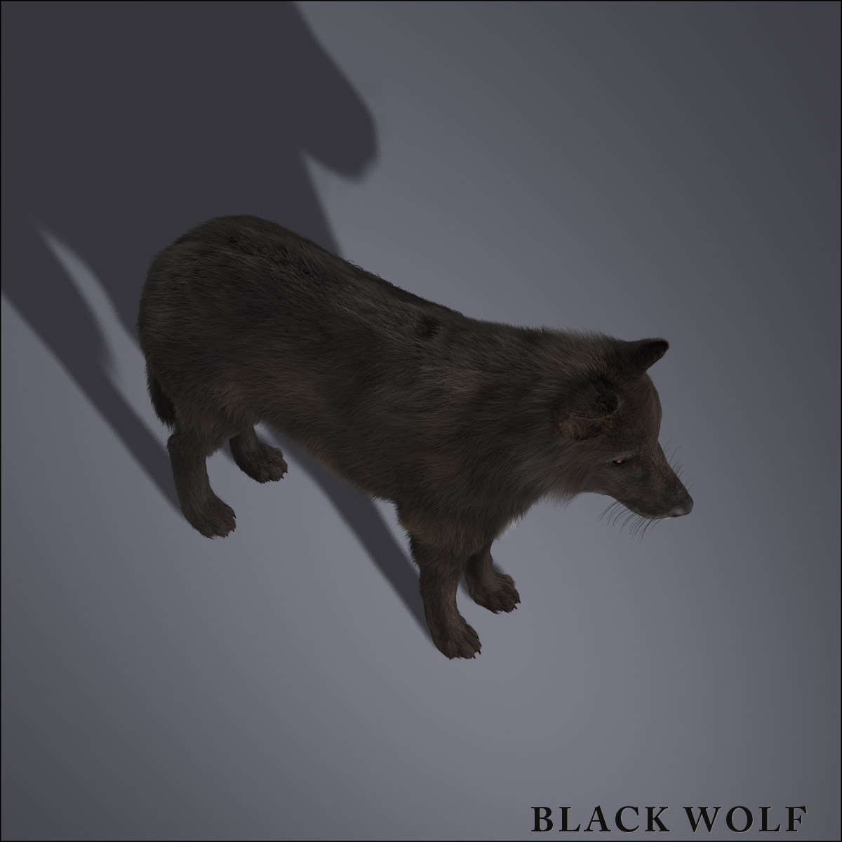 black fur animation wolf 3d ma