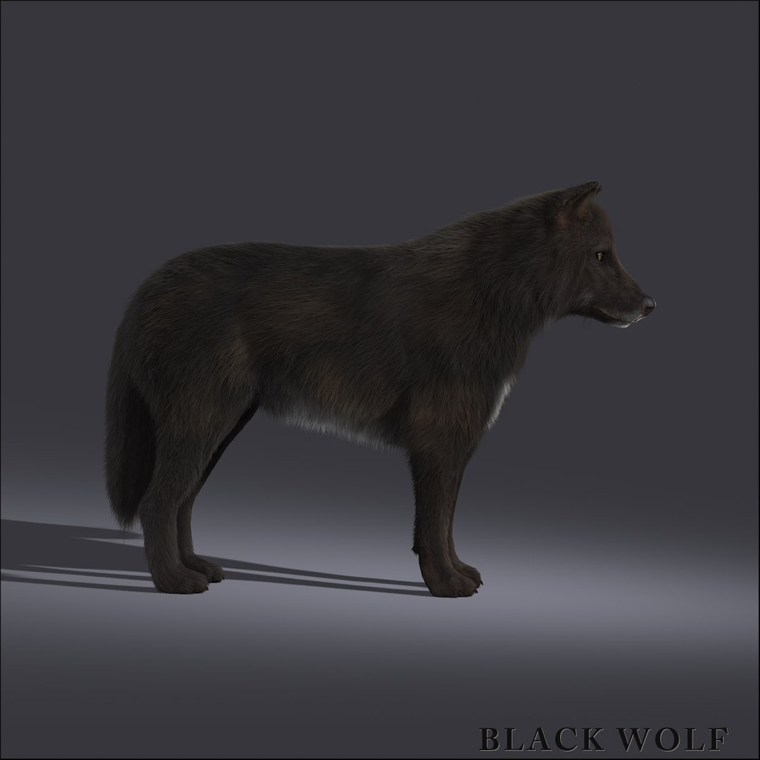 Black Fur Animation Wolf 3d Ma