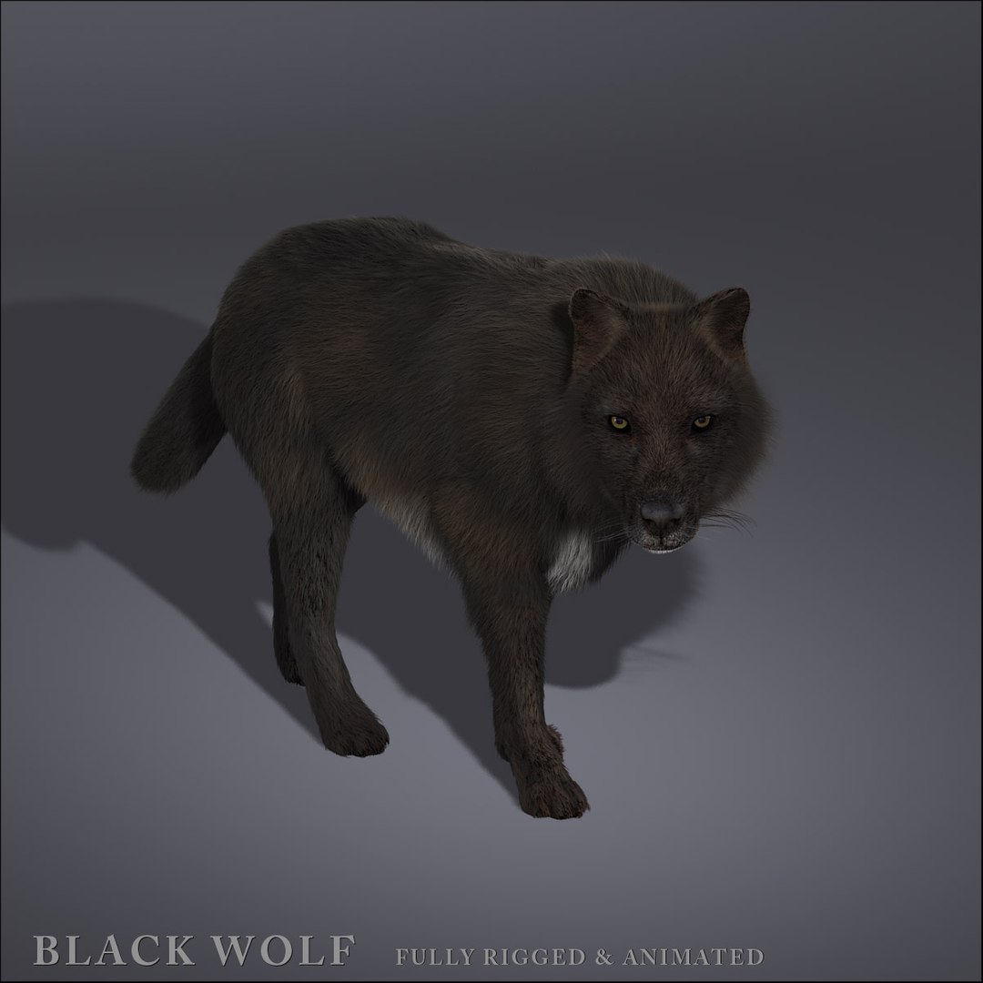 Black Fur Animation Wolf 3d Ma