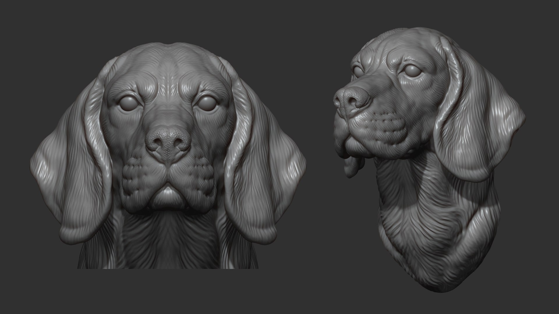 Beagle Dog Bust 3D Model - TurboSquid 2239446