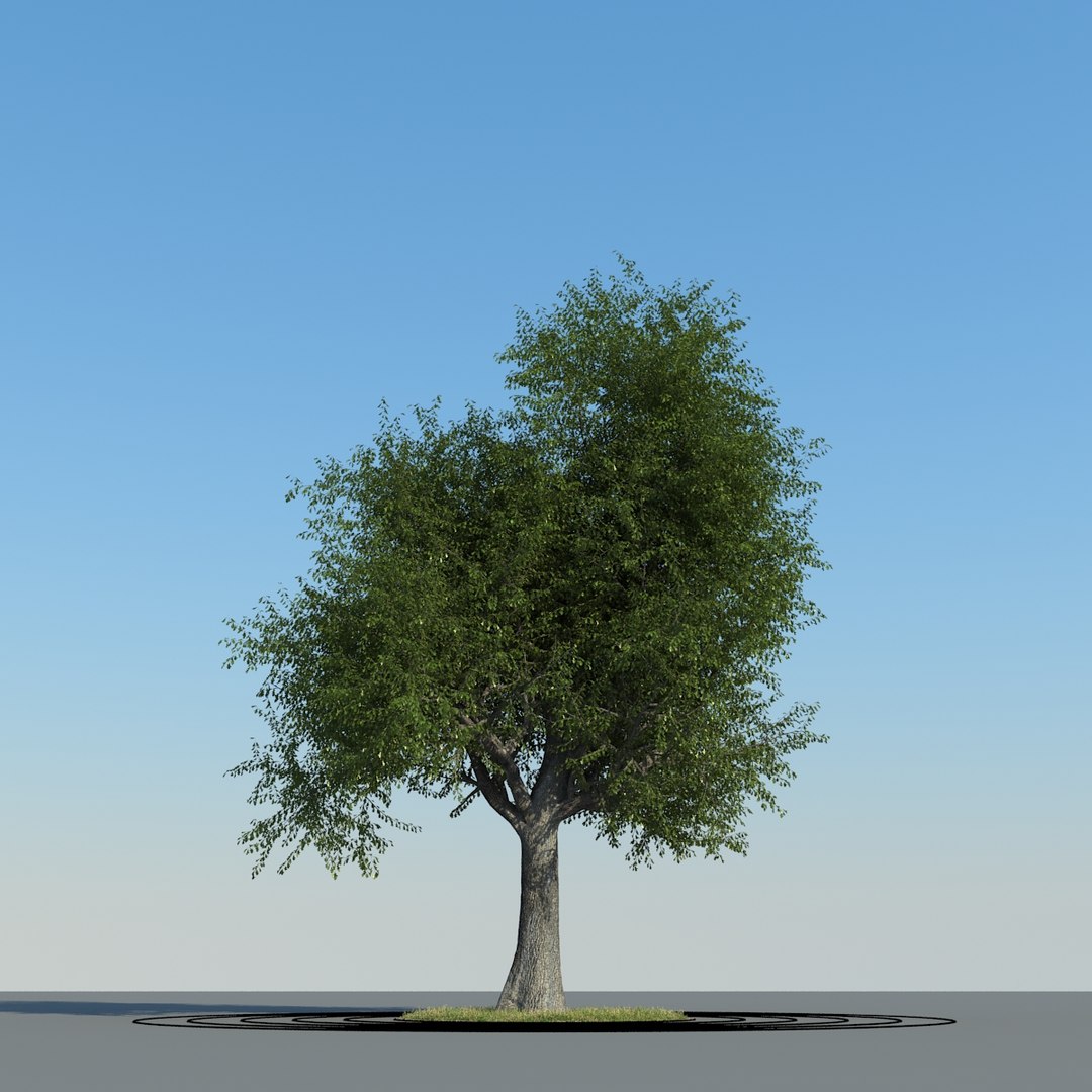 3d Oak Tree