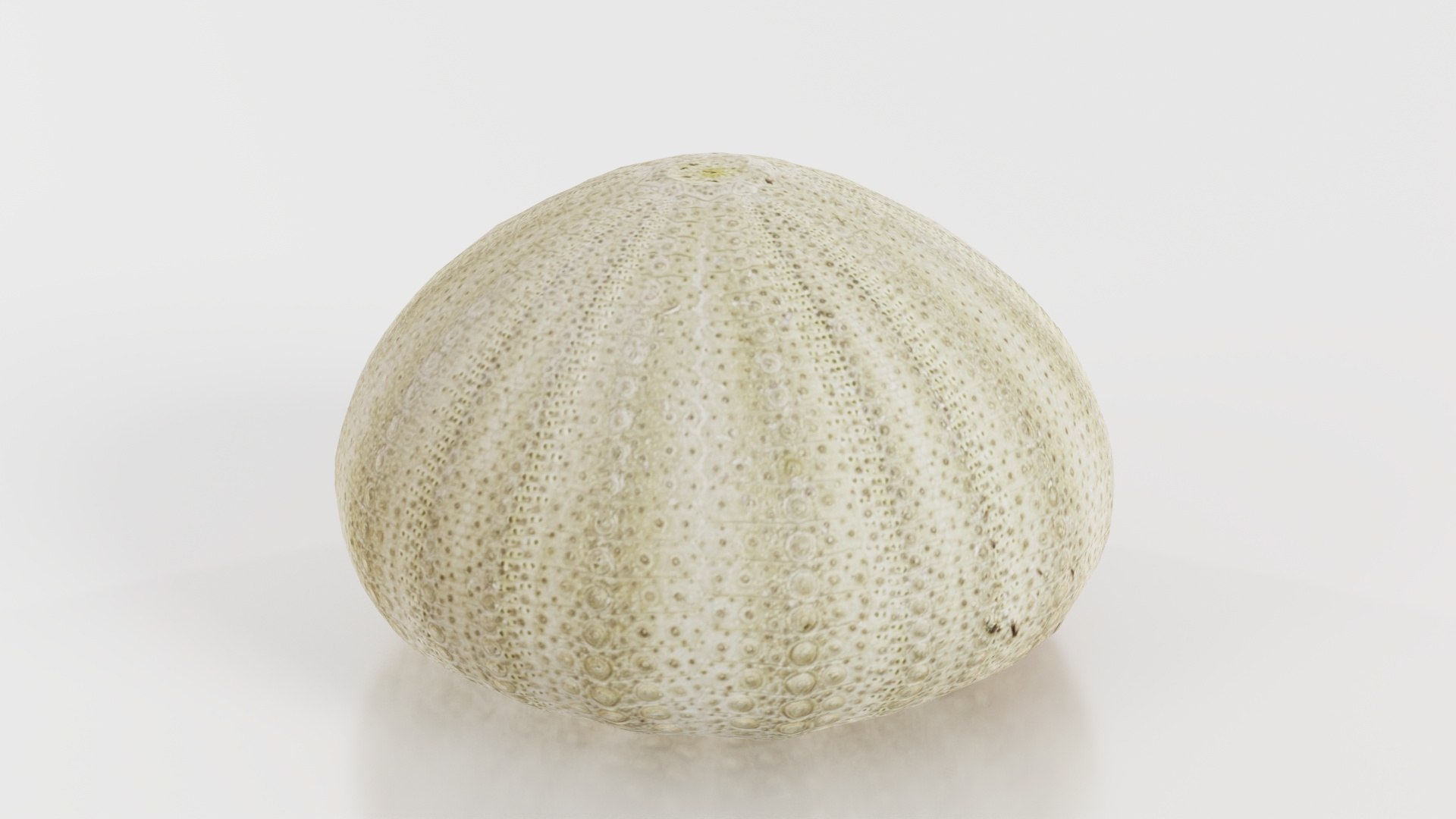 3D Shell Green Remastered - TurboSquid 2359838