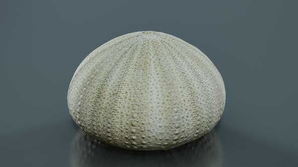 modelo 3d Concha verde remasterizada - TurboSquid 2359838