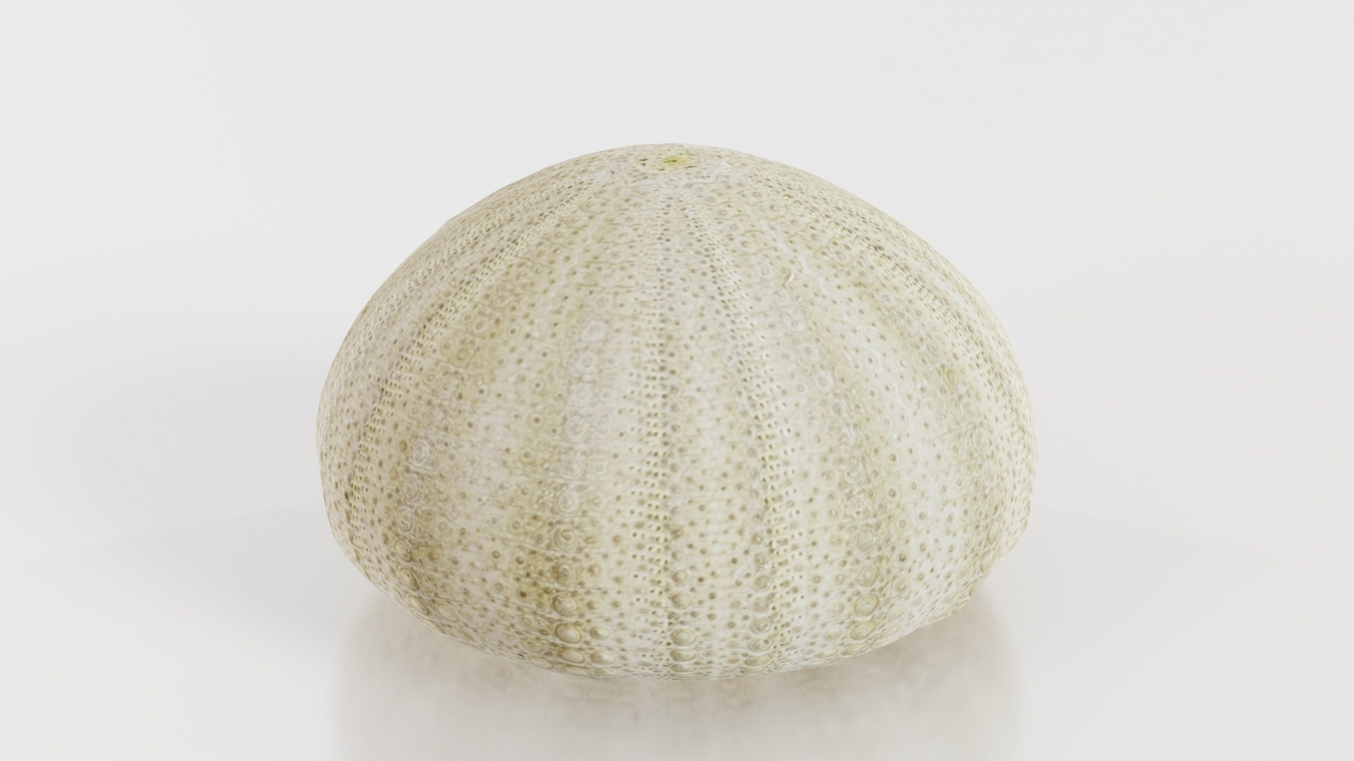 3D Shell Green Remastered - TurboSquid 2359838