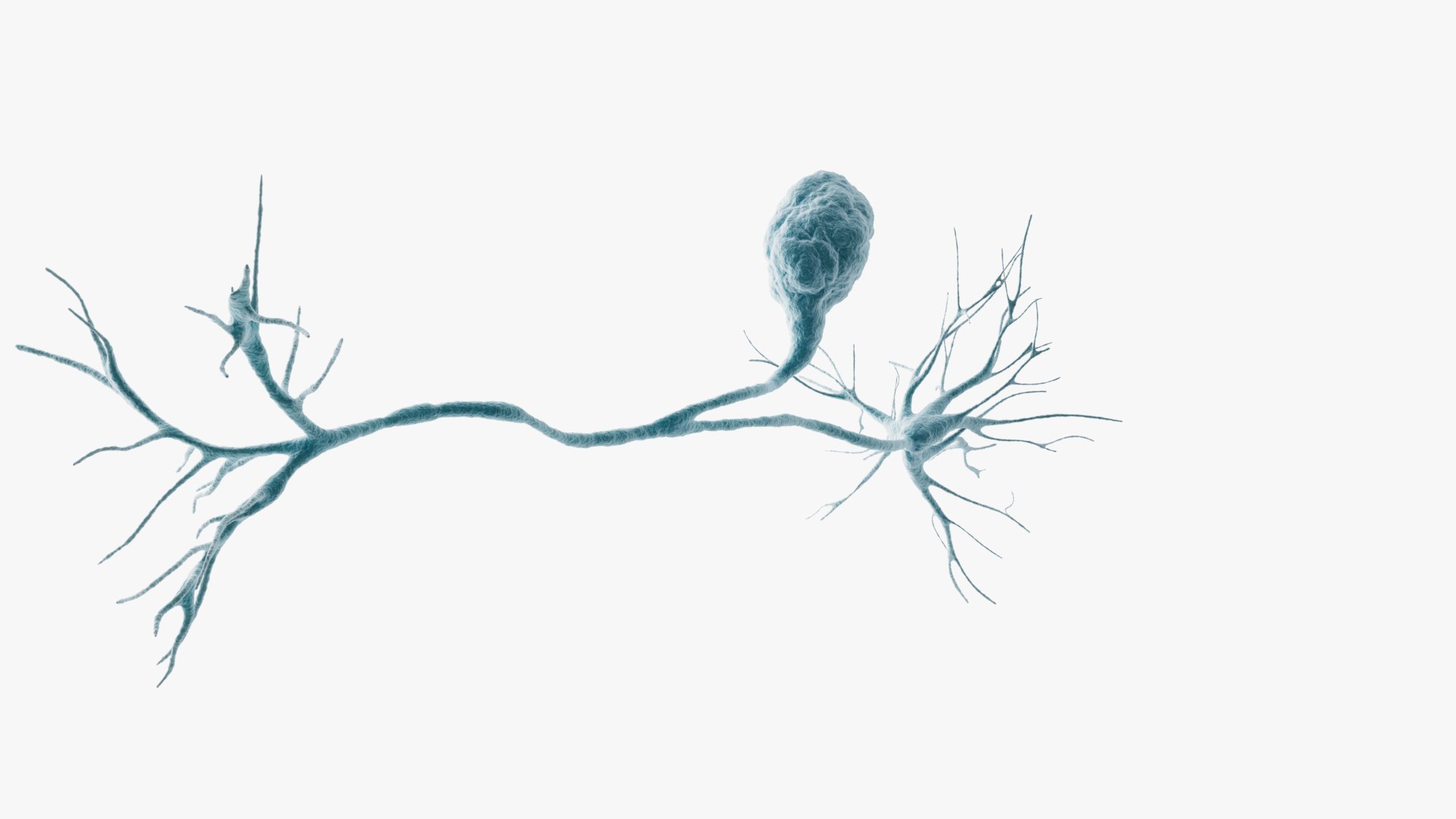Neuron Pseudounipolar Model - TurboSquid 2236055