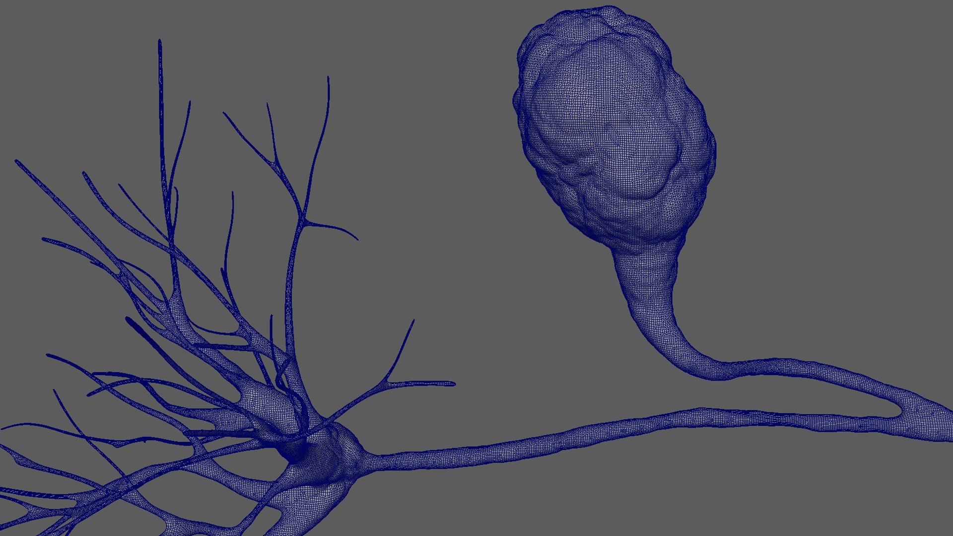 Neuron Pseudounipolar Model - TurboSquid 2236055