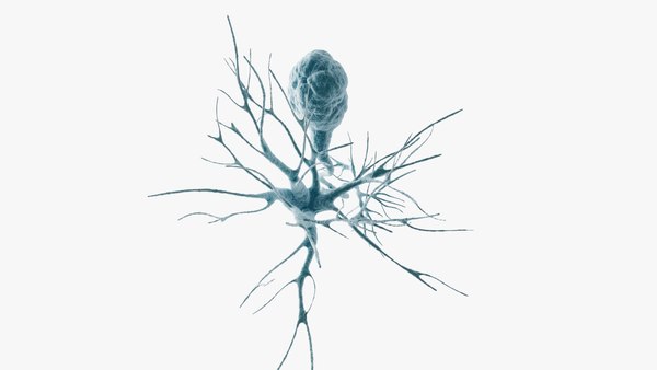 modelo 3d Neurona pseudounipolar - TurboSquid 2236055