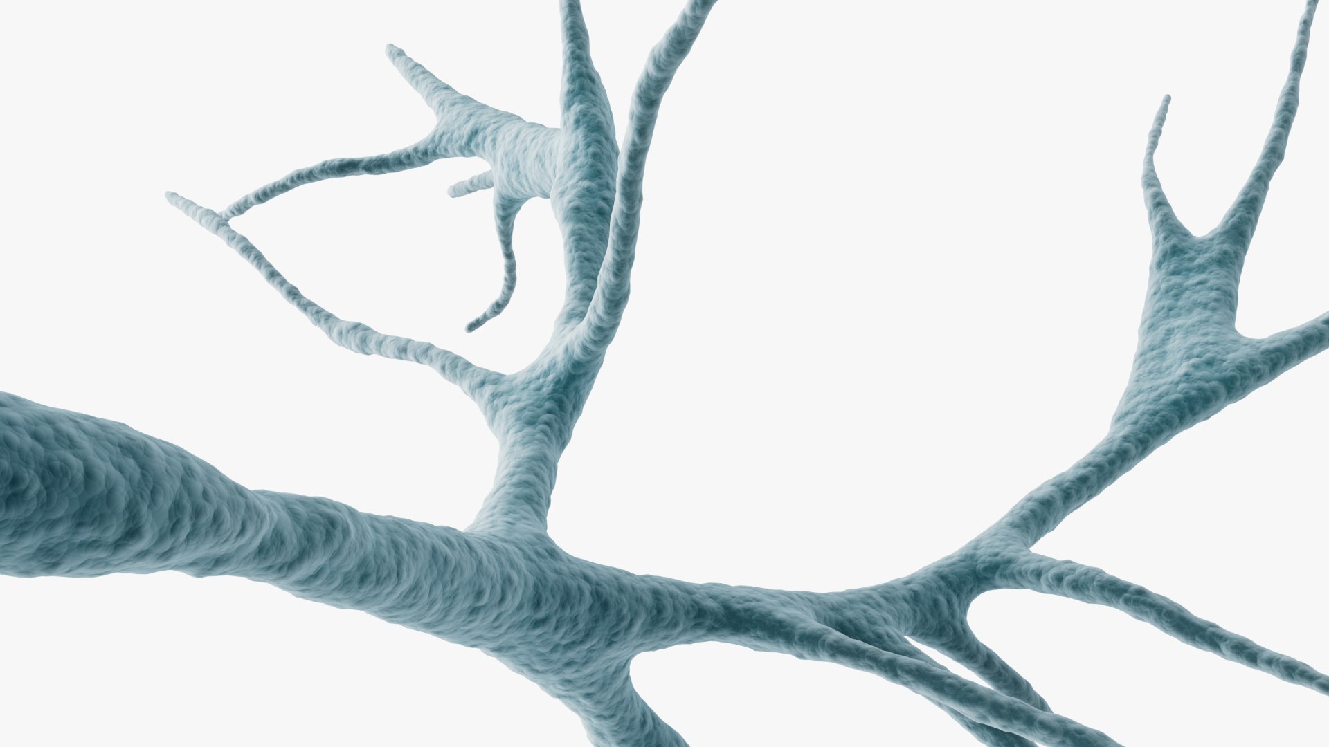 Neuron Pseudounipolar Model - TurboSquid 2236055