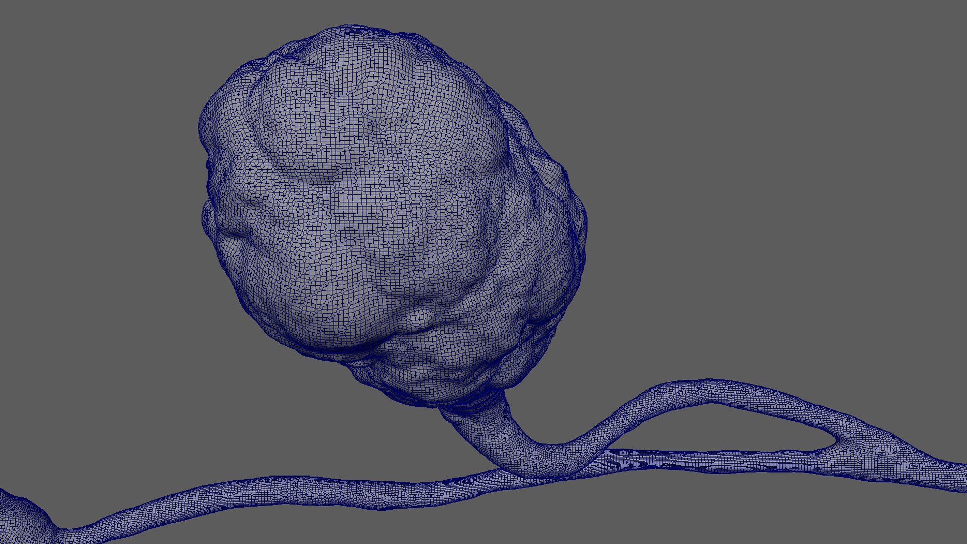 Neuron Pseudounipolar Model - TurboSquid 2236055