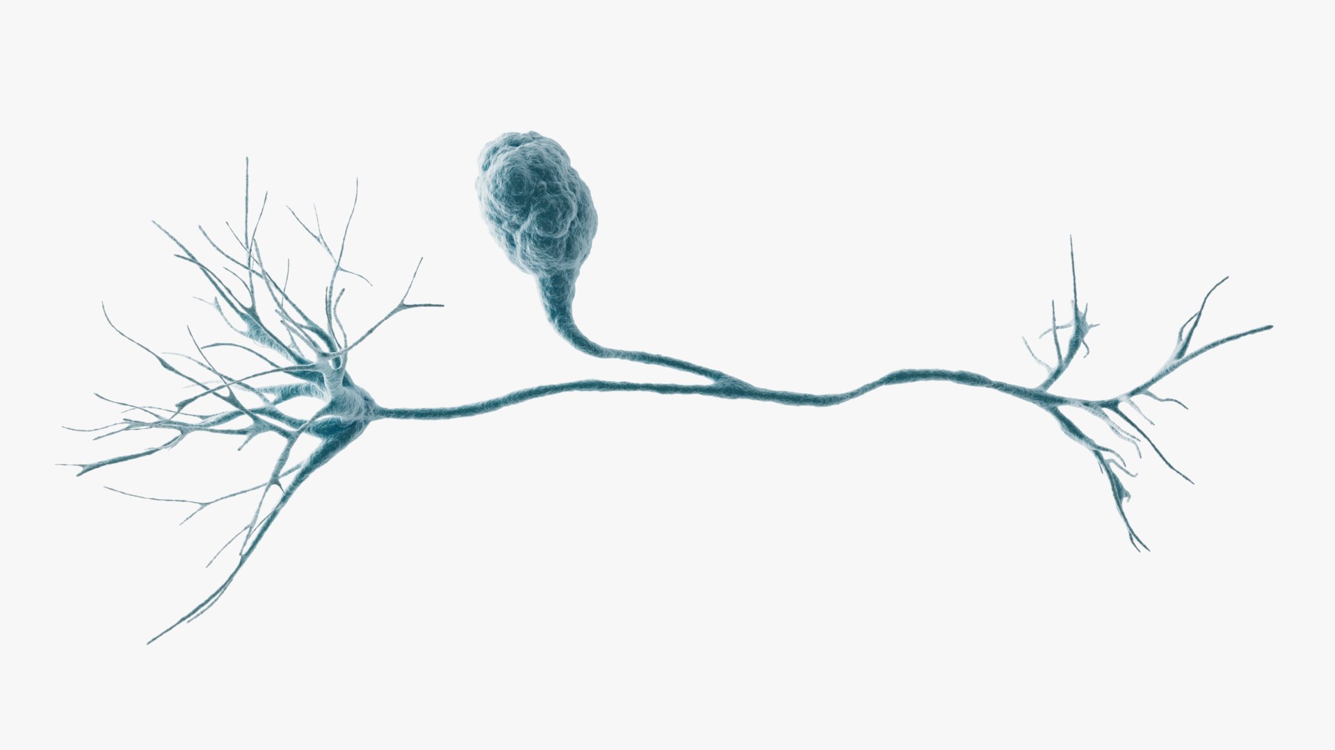 Neuron Pseudounipolar Model - TurboSquid 2236055