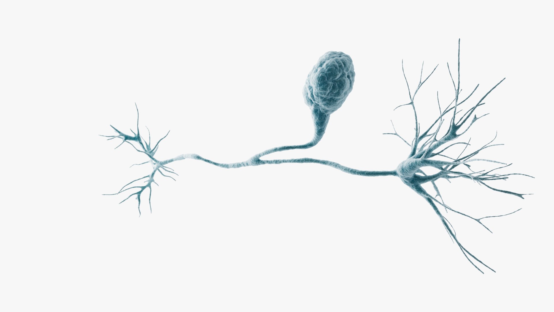 Neuron Pseudounipolar Model - TurboSquid 2236055