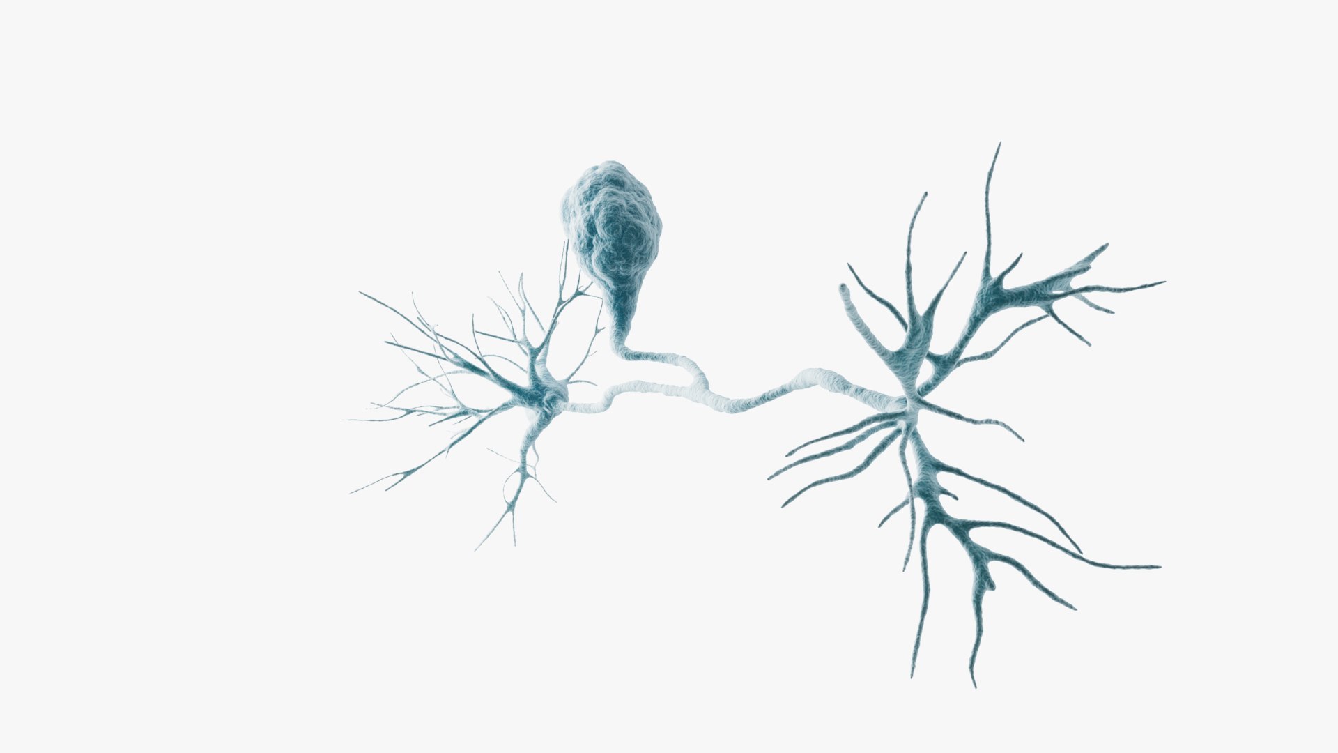 Neuron Pseudounipolar Model - TurboSquid 2236055
