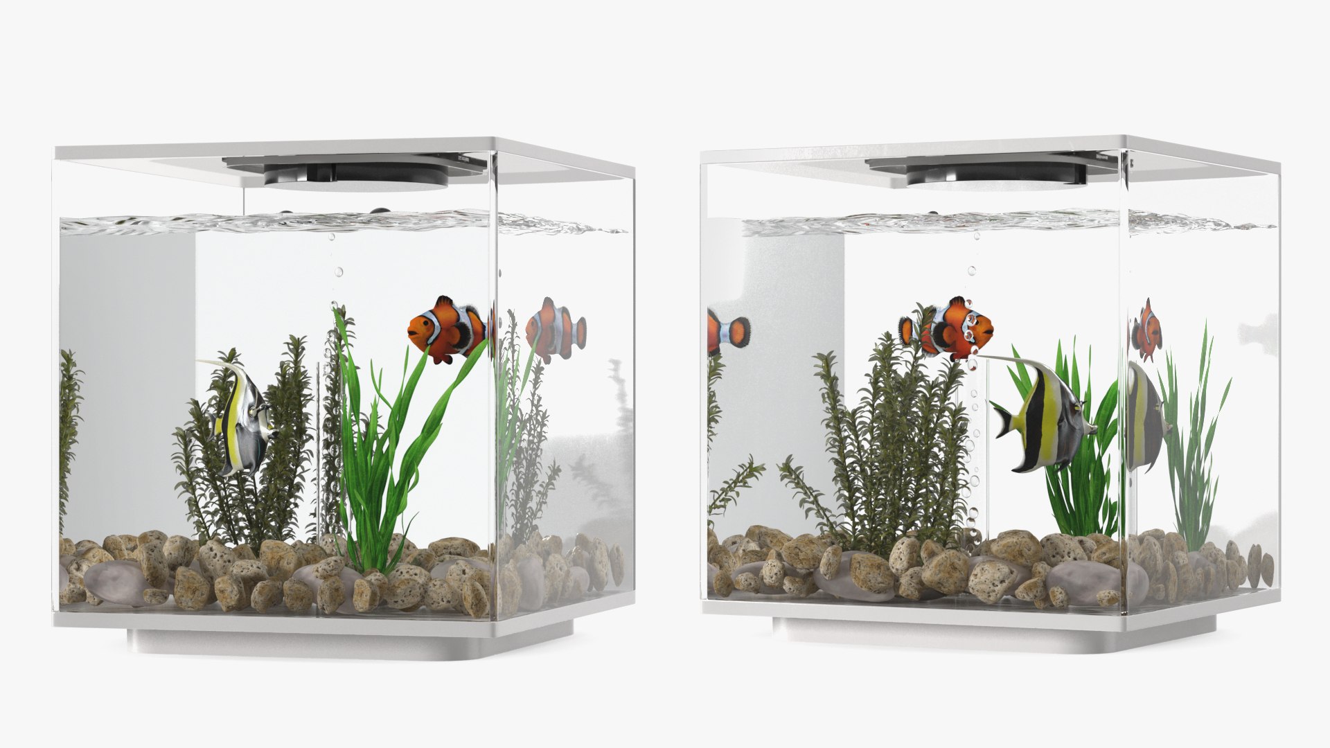 Fish Tank White Cube 3D - TurboSquid 2134049