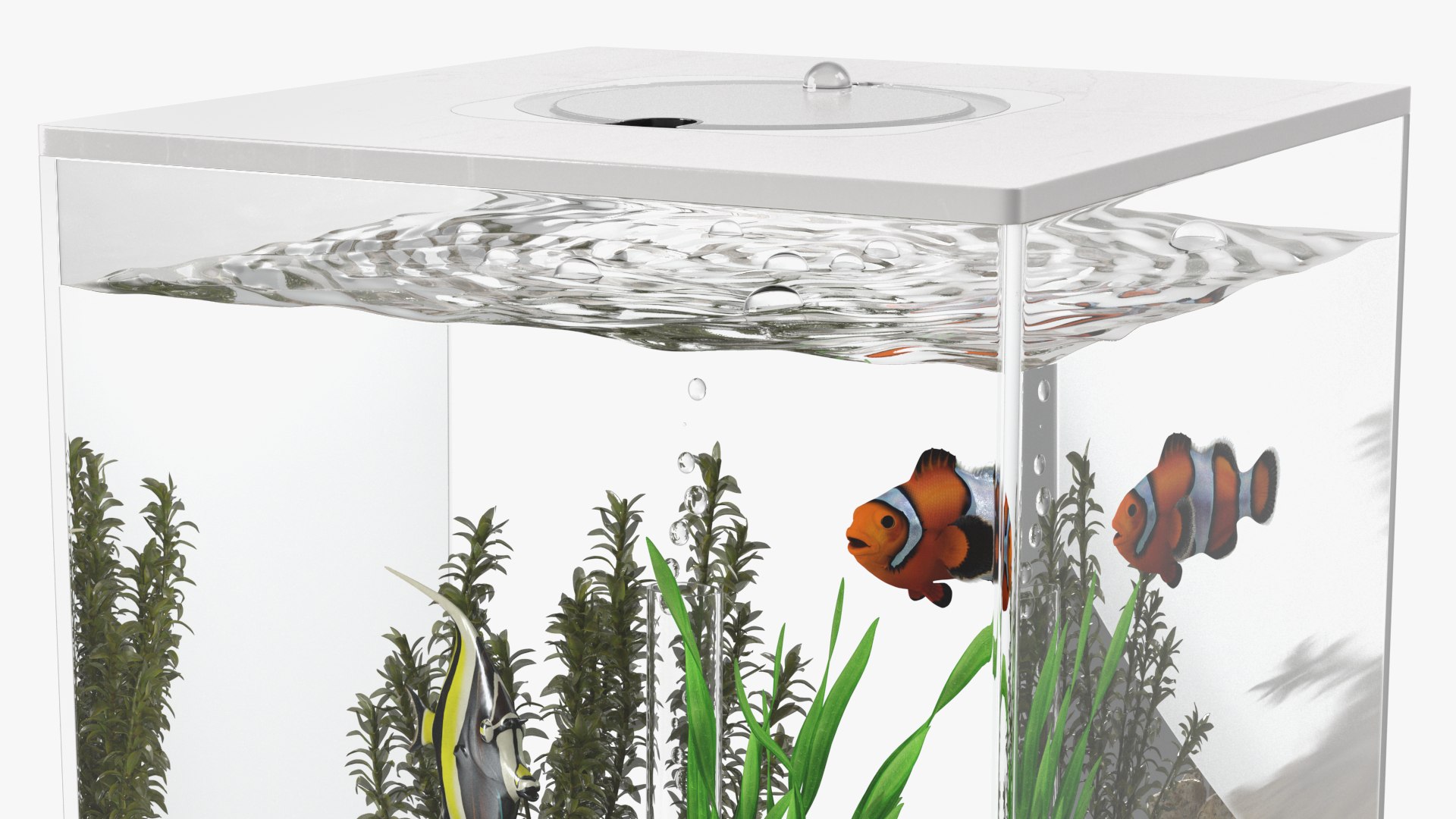 Fish Tank White Cube 3D - TurboSquid 2134049