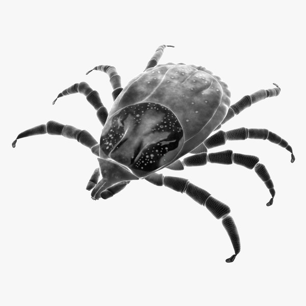 3d female dog tick dermacentor model