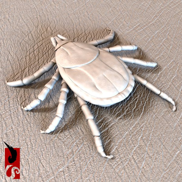 3d female dog tick dermacentor model