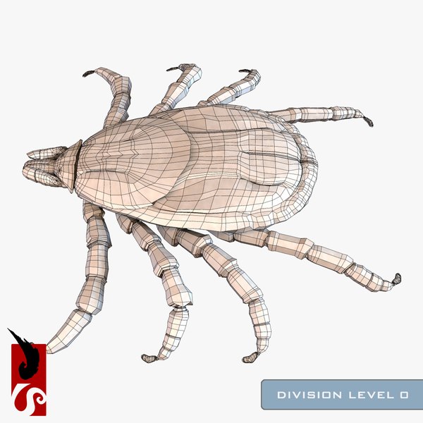 3d female dog tick dermacentor model