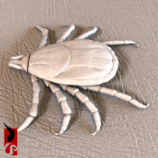 3d female dog tick dermacentor model